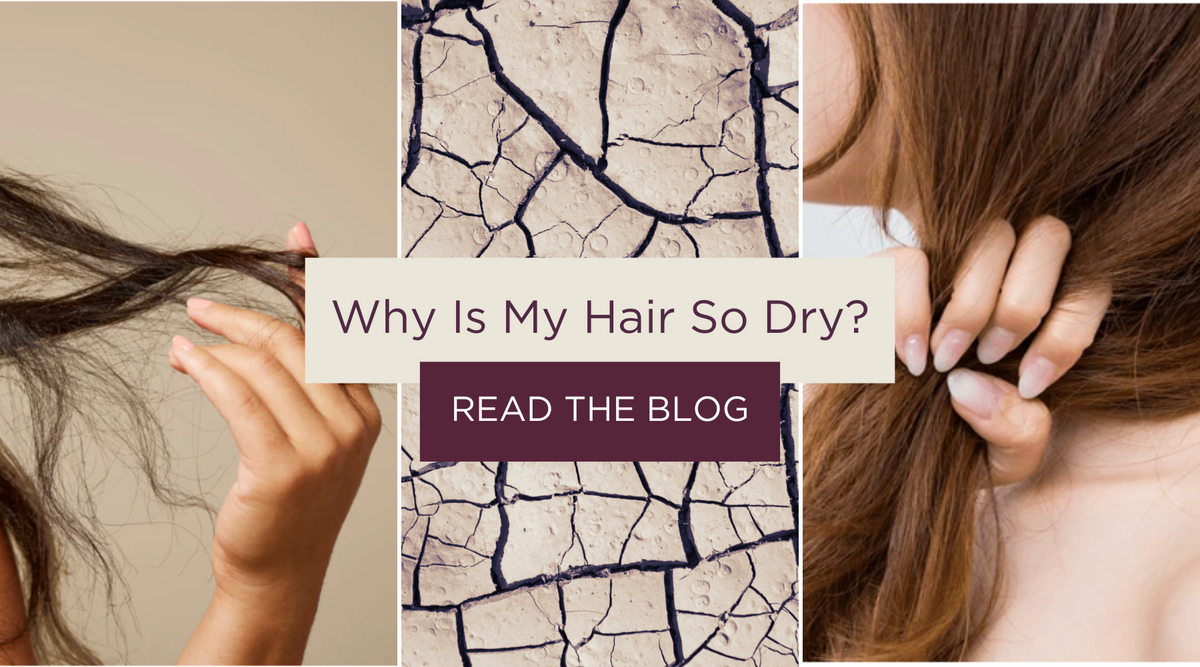 Why is My Hair So Dry? The Truth Behind Your Locks - Neäl & Wølf – Neal ...